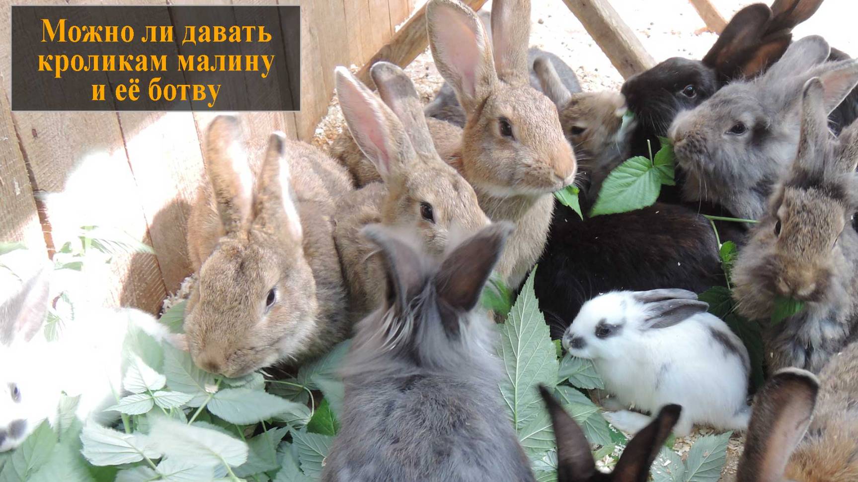 Можно ли кроликам малину