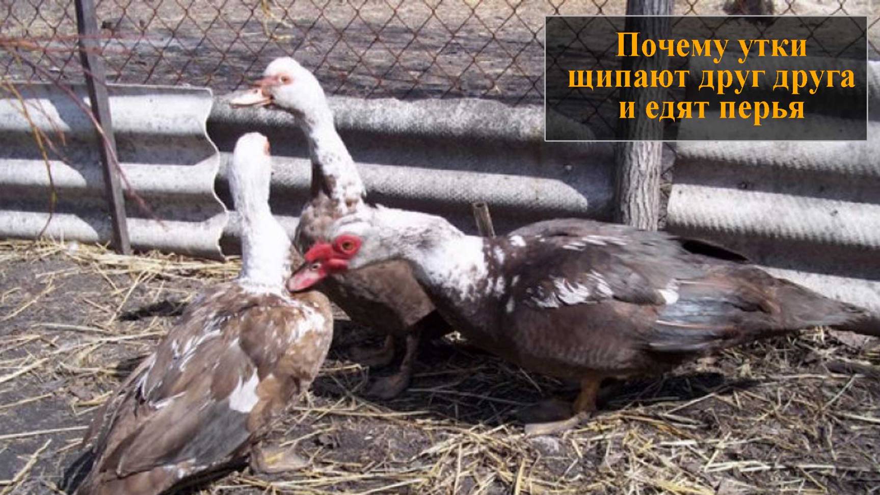 Почему утки щипают друг друга и едят перья
