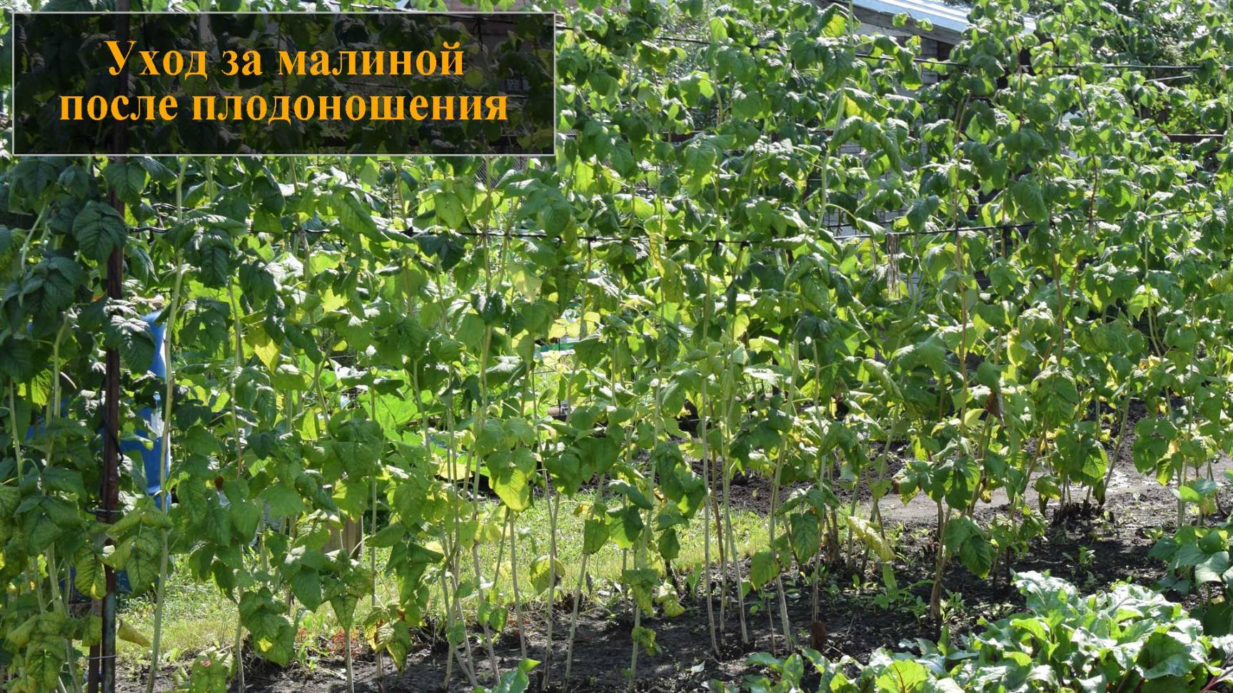 Уход за малиной после плодоношения, обрезка, подкормка, обработка