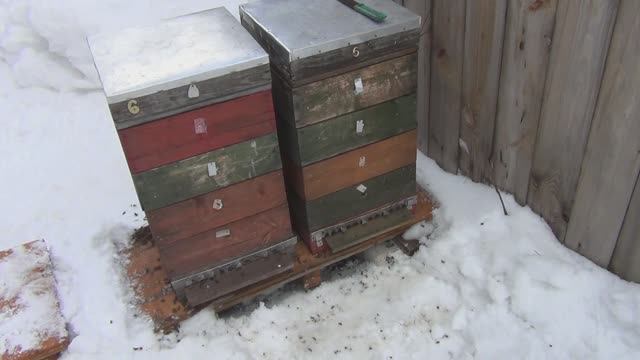 Дела текущие у пчёл в огороде.   (Бакфаст ,  Лунц)  Сюжет 1й