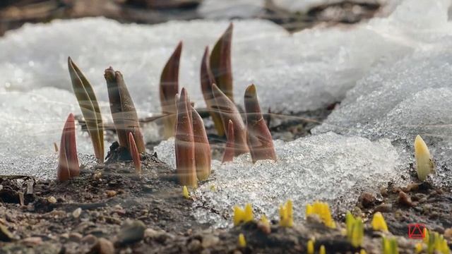 Из Пандекта Антиоха и аввы Марка