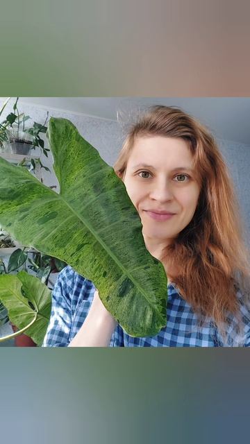 Весенний привет🌸 #филодендрон #фаленопсис #фото #липецк #shorts