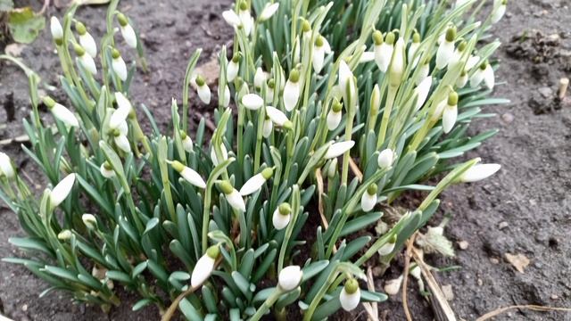 МАРТ В САДУ И ОГОРОДЕ