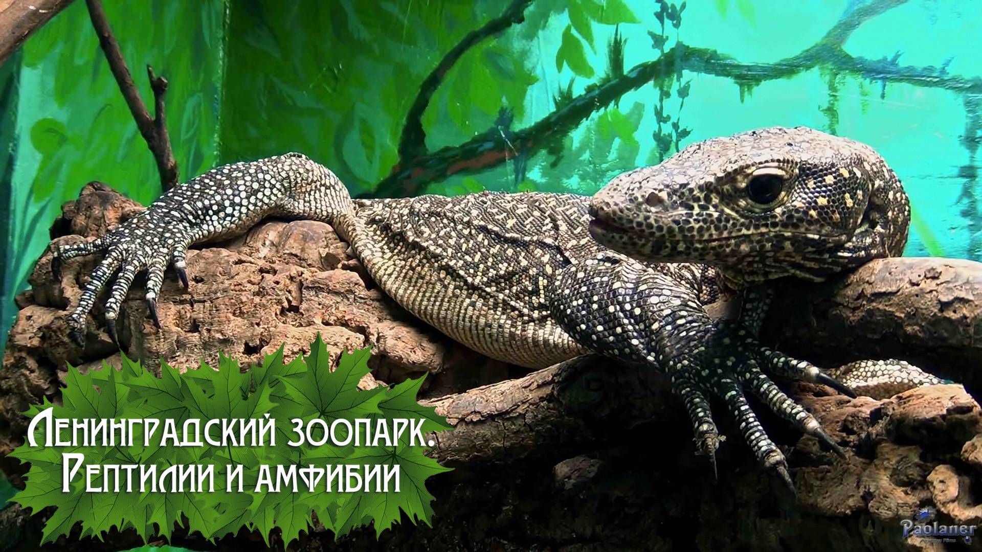 Ленинградский зоопарк. Рептилии и амфибии (2025)