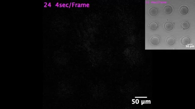 Начало жизни человека