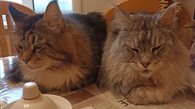 Котики нагло влезли на стол, но ведут себя скромно. Решил не изгонять...
