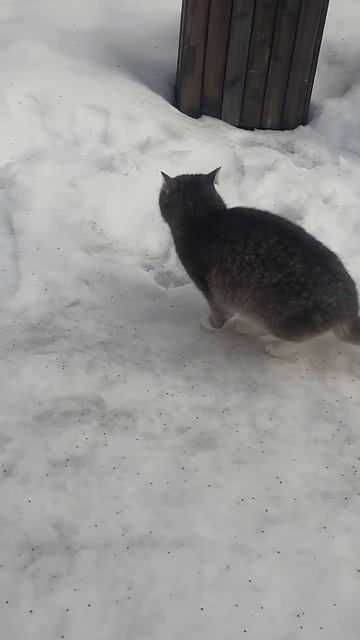 Кот из Раифского монастыря#shorts