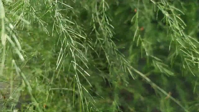 коровки на даче