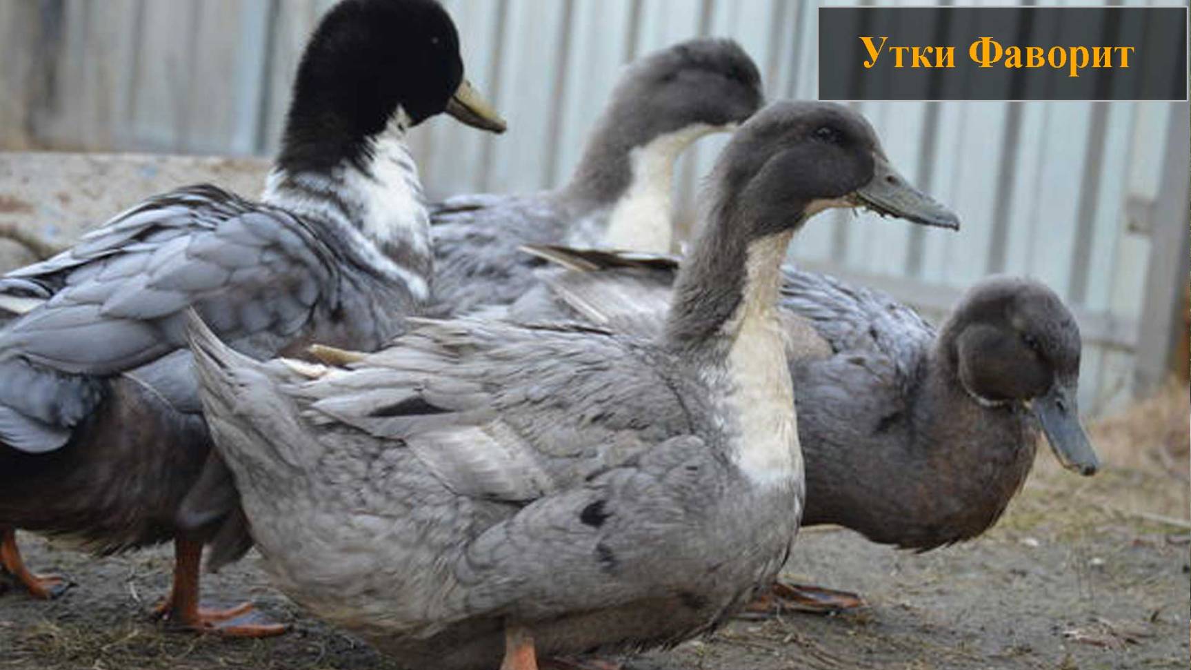 Утки фаворит разведение в домашних условиях