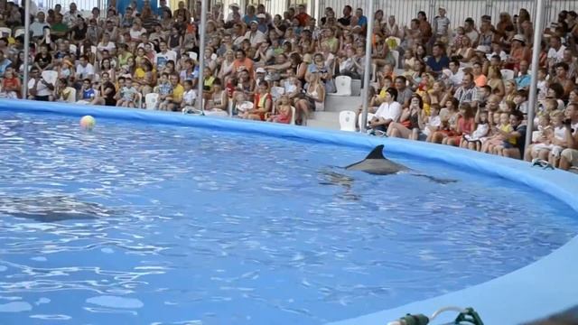 Дельфинарий . Витязево