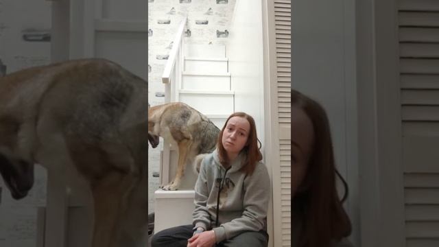 Отзыв о курсе "Базовая подготовка спортивной собаки"