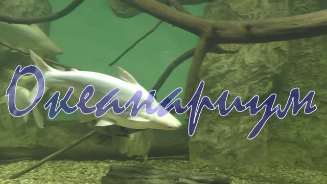 Океанариум Екатеринбурга