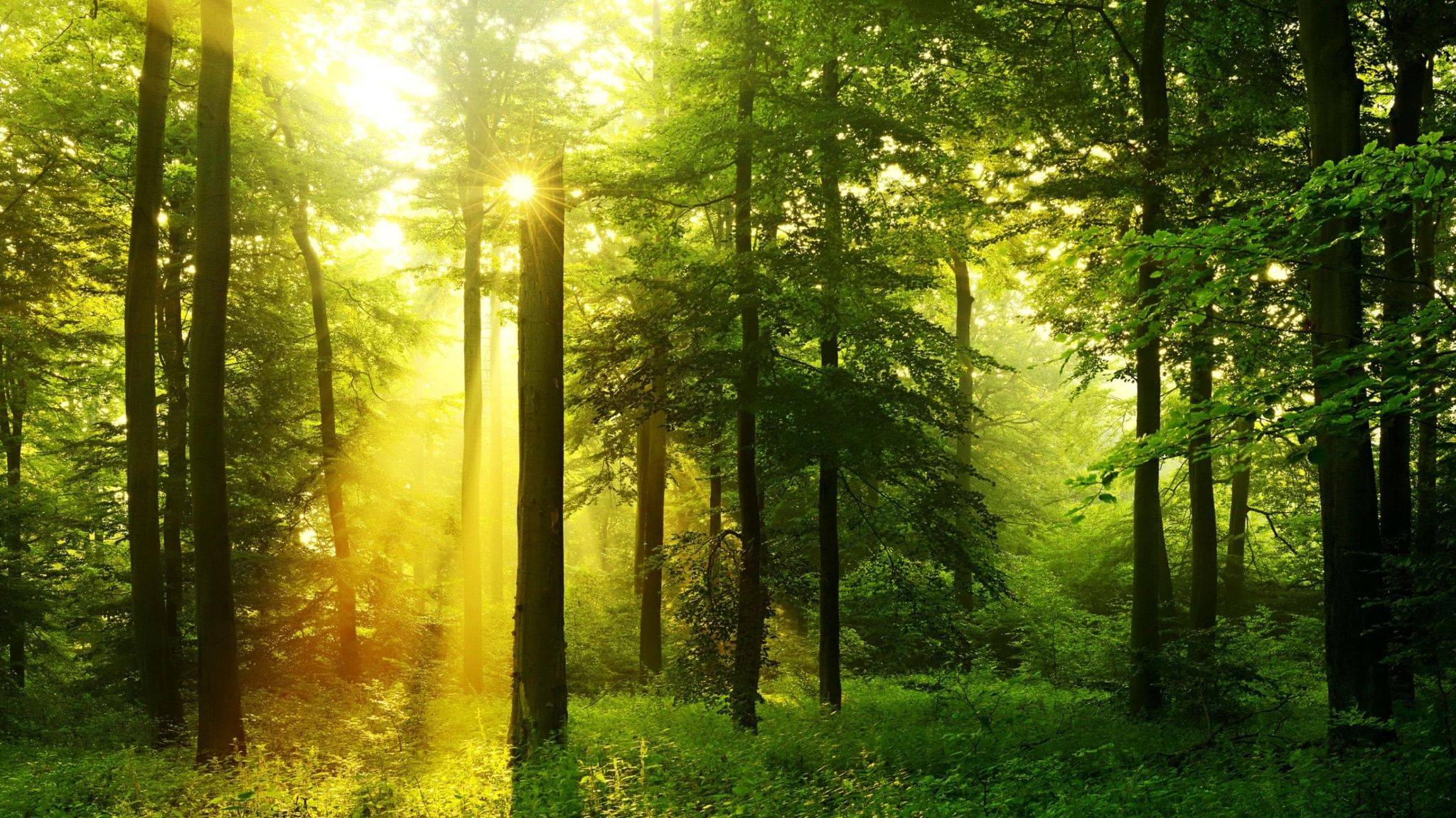 Сказка «Красная шапочка»