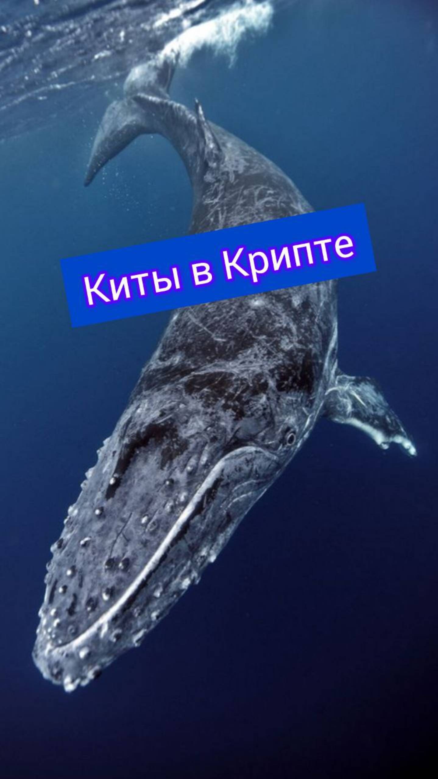 киты в крипте  #крипта #заработок #лафвхак