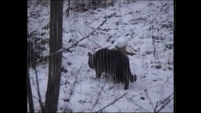 Кот Васька представляет Красивую песню о любви. Лепестками снегопада.