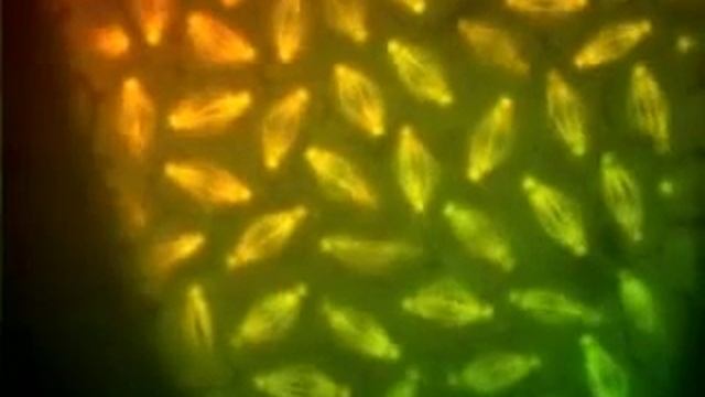 Деление клетки в реальном времени