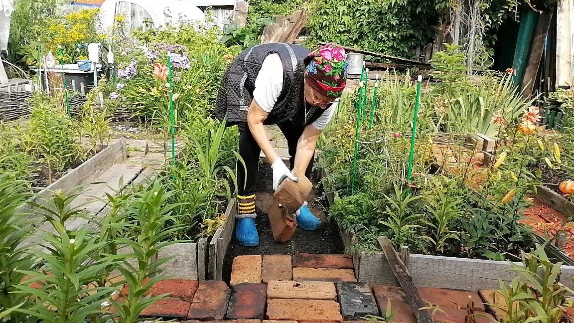 18.08.2024 Добралась до огорода/будни на пенсии/август 2024