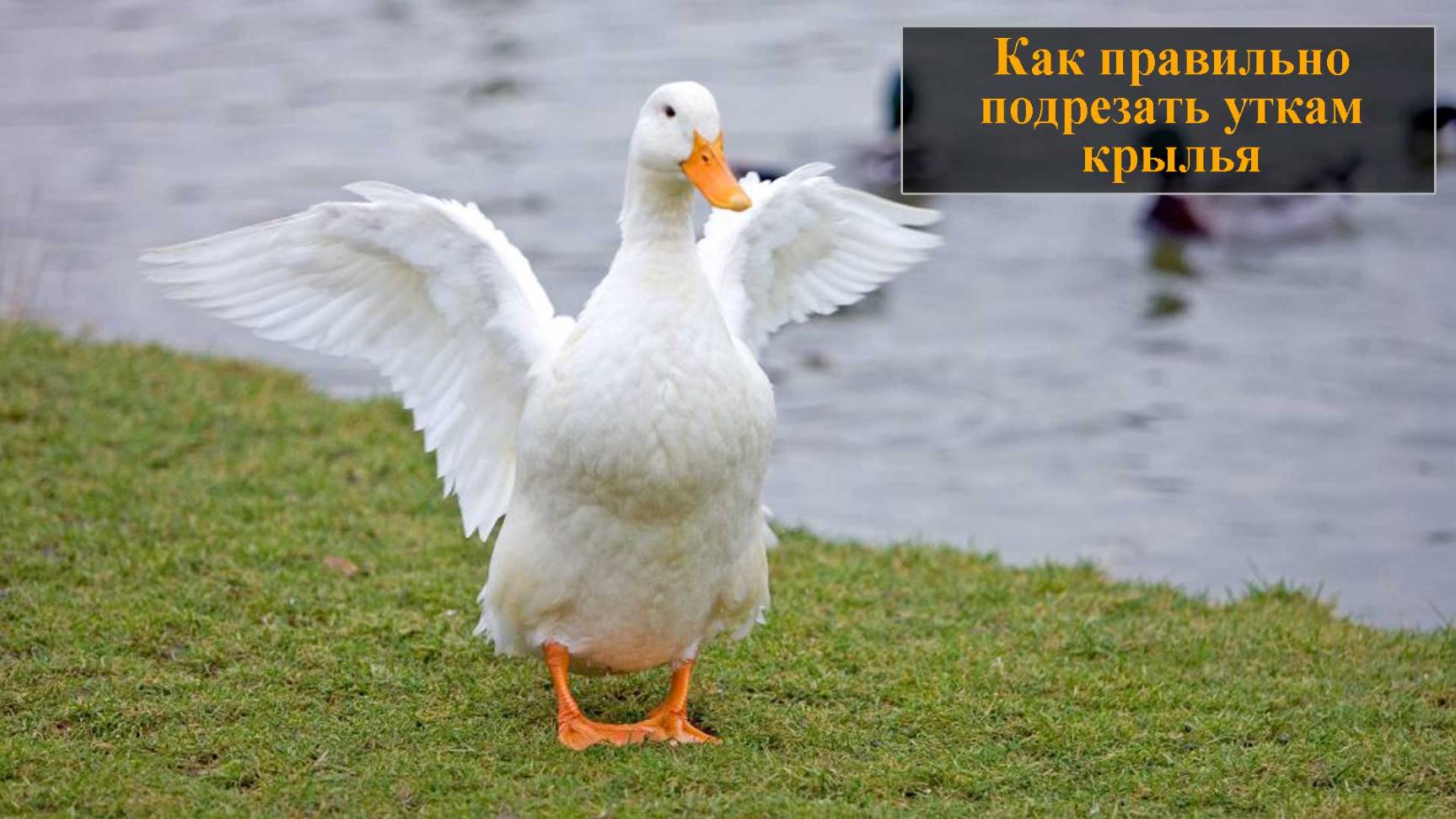 Как подрезать крылья уткам