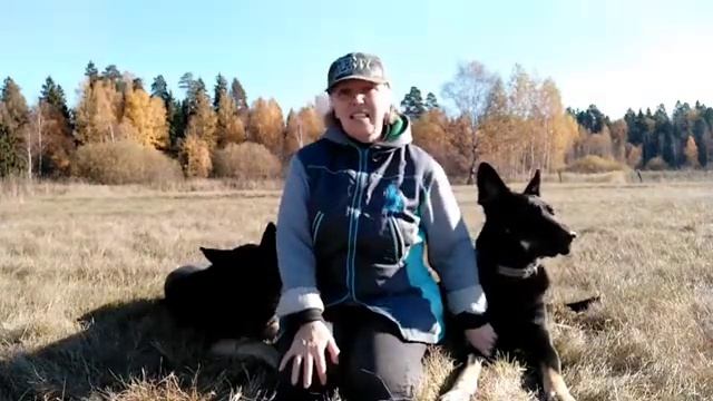 Отзыв о курсах "Подготовка к защите без фигуранта" и "Базовая подготовка спортивной собаки"