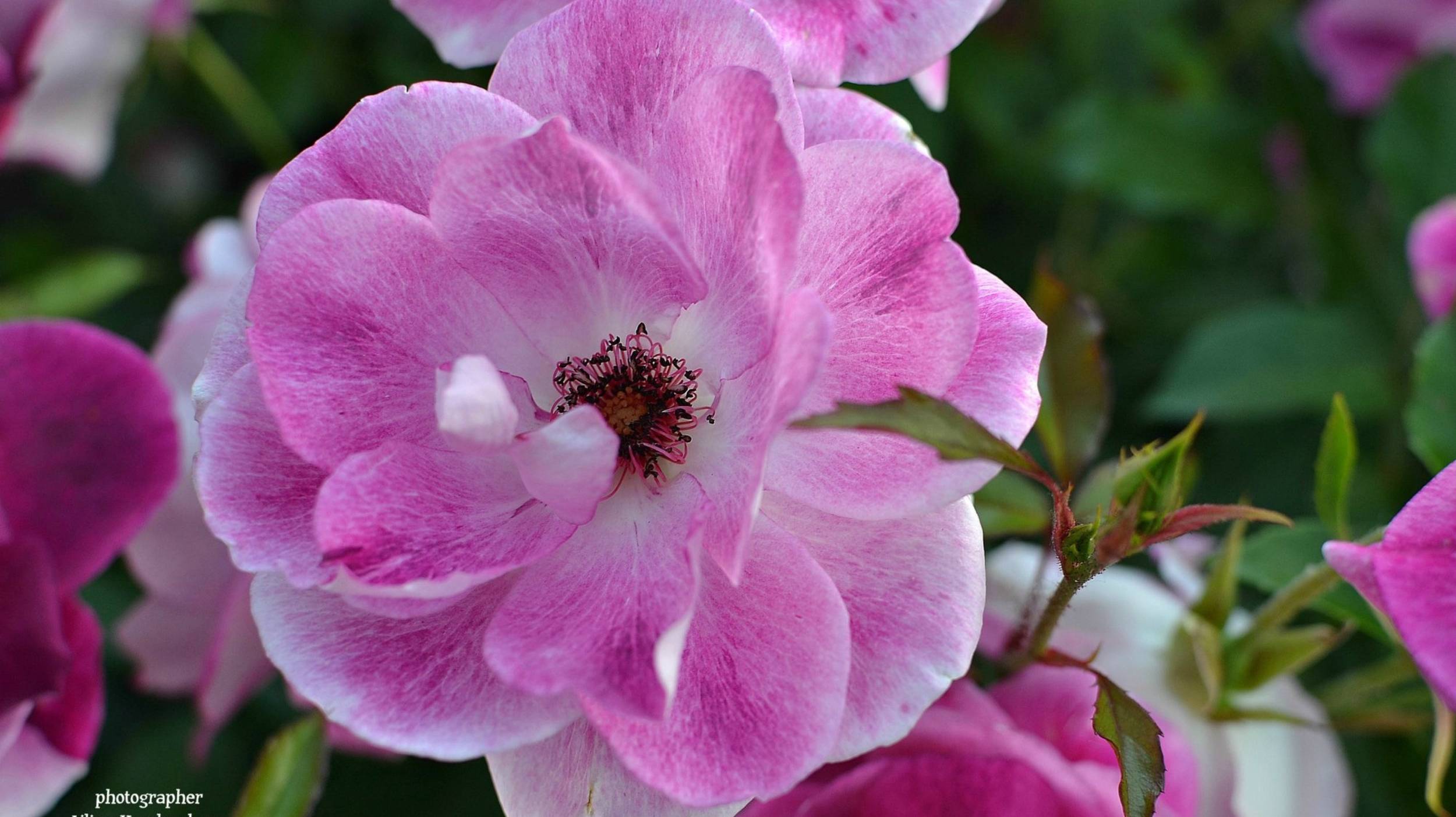 Основная тема недели с 10 по 16 марта 2025 года 💖для всех знаков Зодиака. 
Лунное затмение.