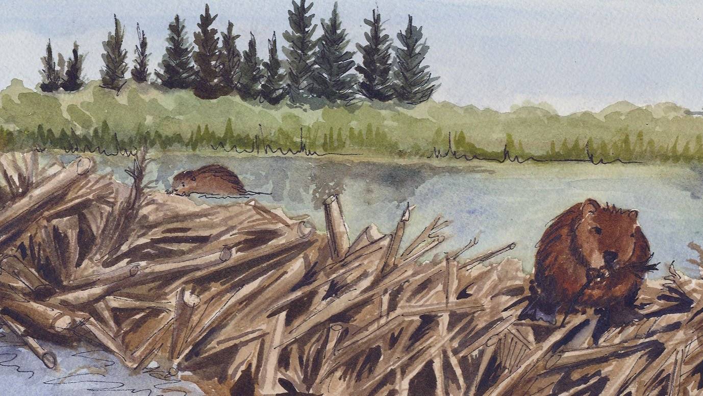 Репортаж с бобровой запруды ч.5