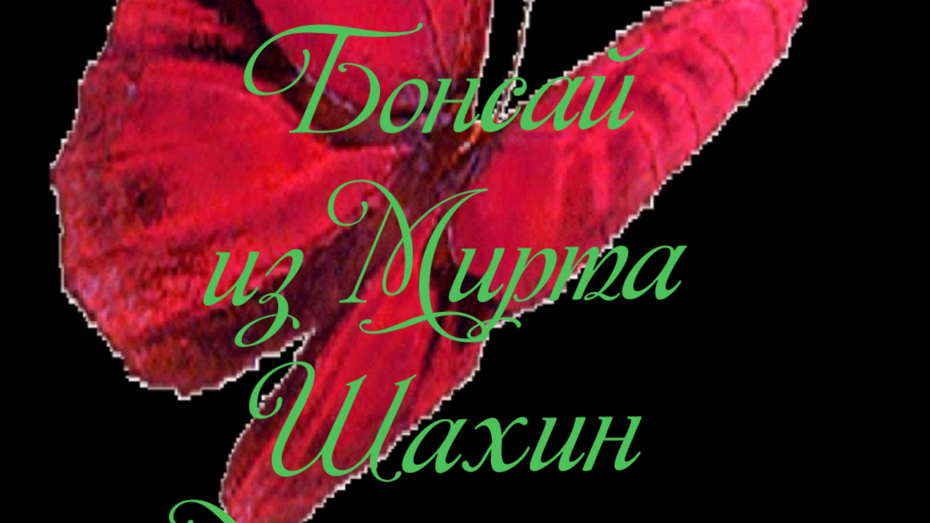 Бонсай на камне из мирта. Обрезка, пересадка.  Бонсай Три брата погиб, заменил на Бонсай на камне.