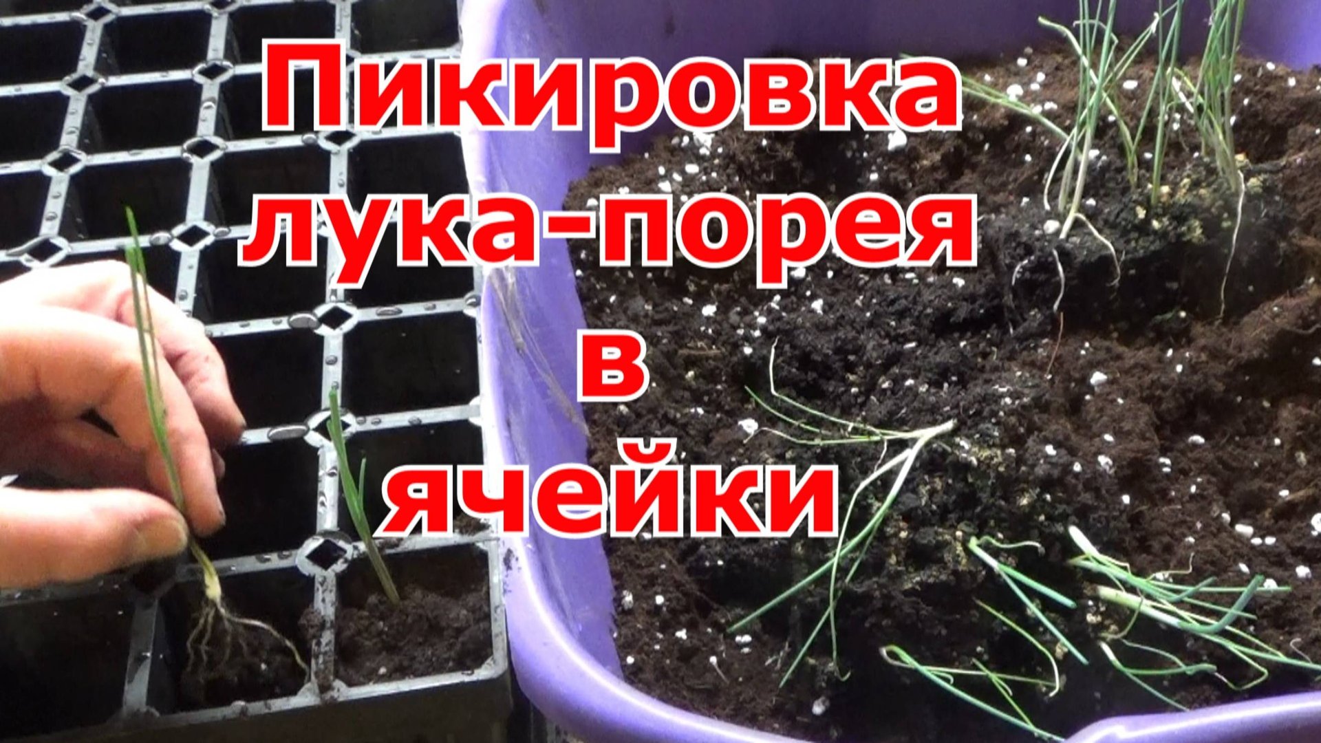 Пикировка лука-порея в кассеты в отдельные ячейки. Стрижка. Испытываю новые высокие кассеты.