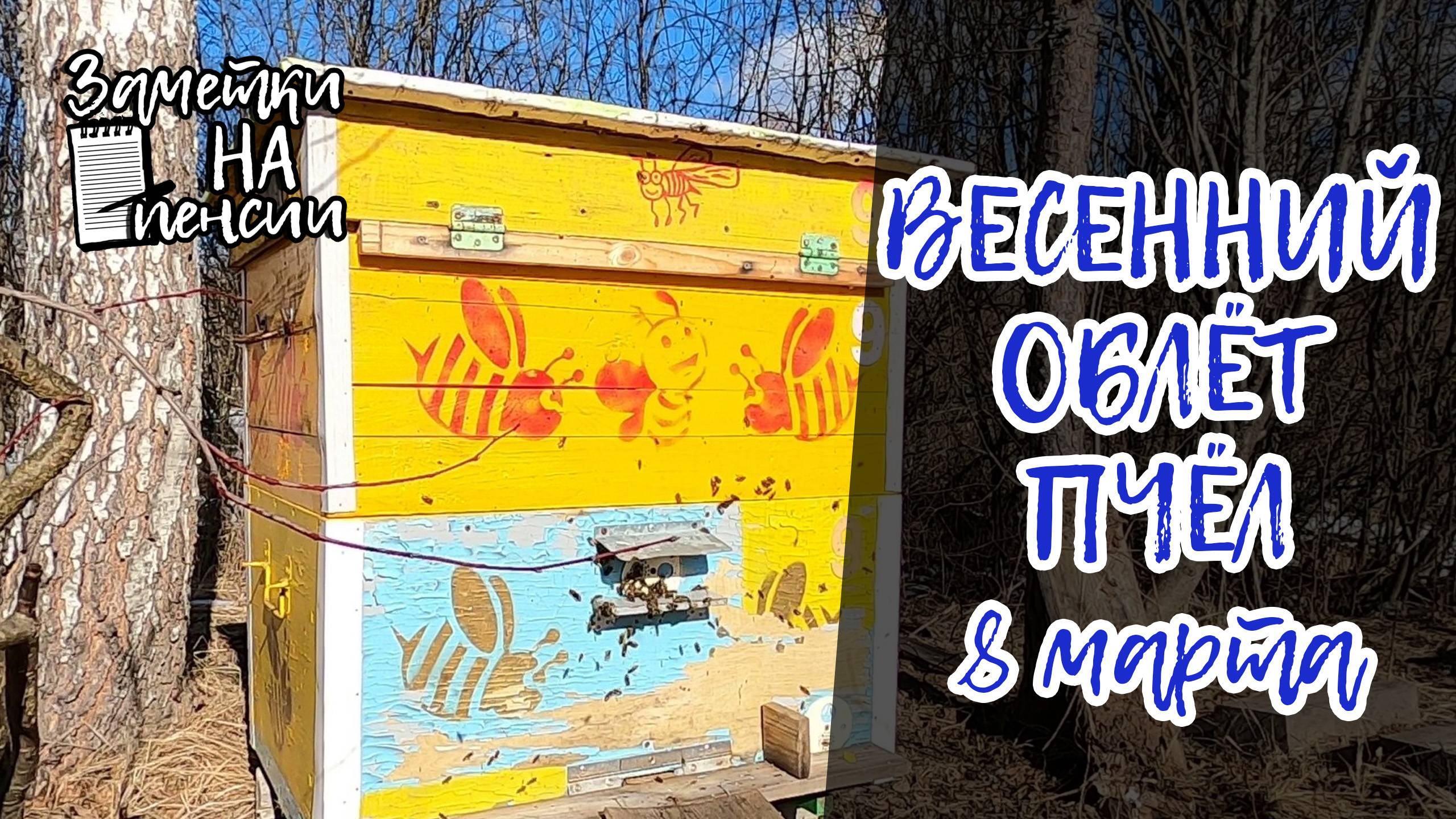 Весенний облет пчел 8 марта #пасека #пчелы #деревня #весна #облёт