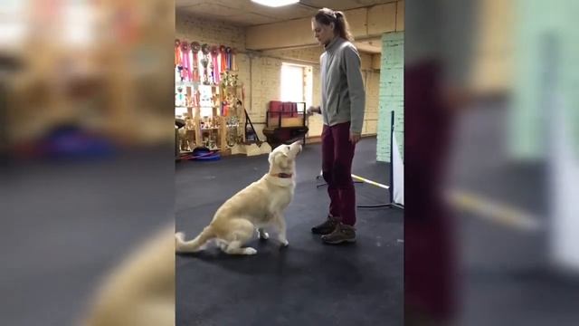 До/После. Облай по команде