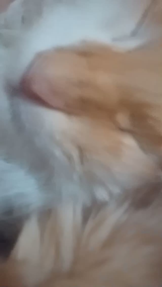 КОТИКИ!!!!!!🤗 2 только..... а третью кошку покажу если на этом видео наберется хотя бы 40просмотров