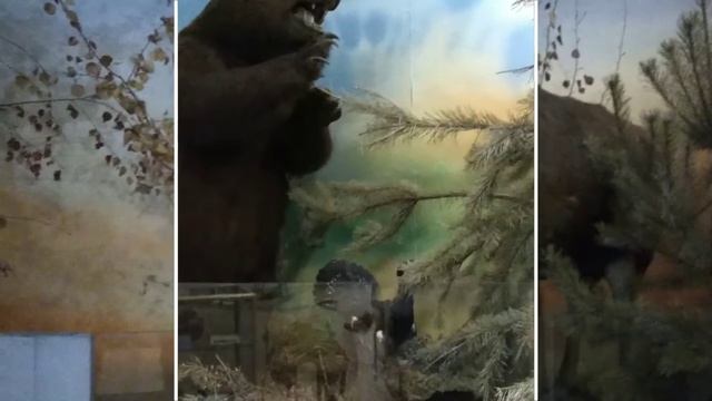 Музей природы  г.Череповец