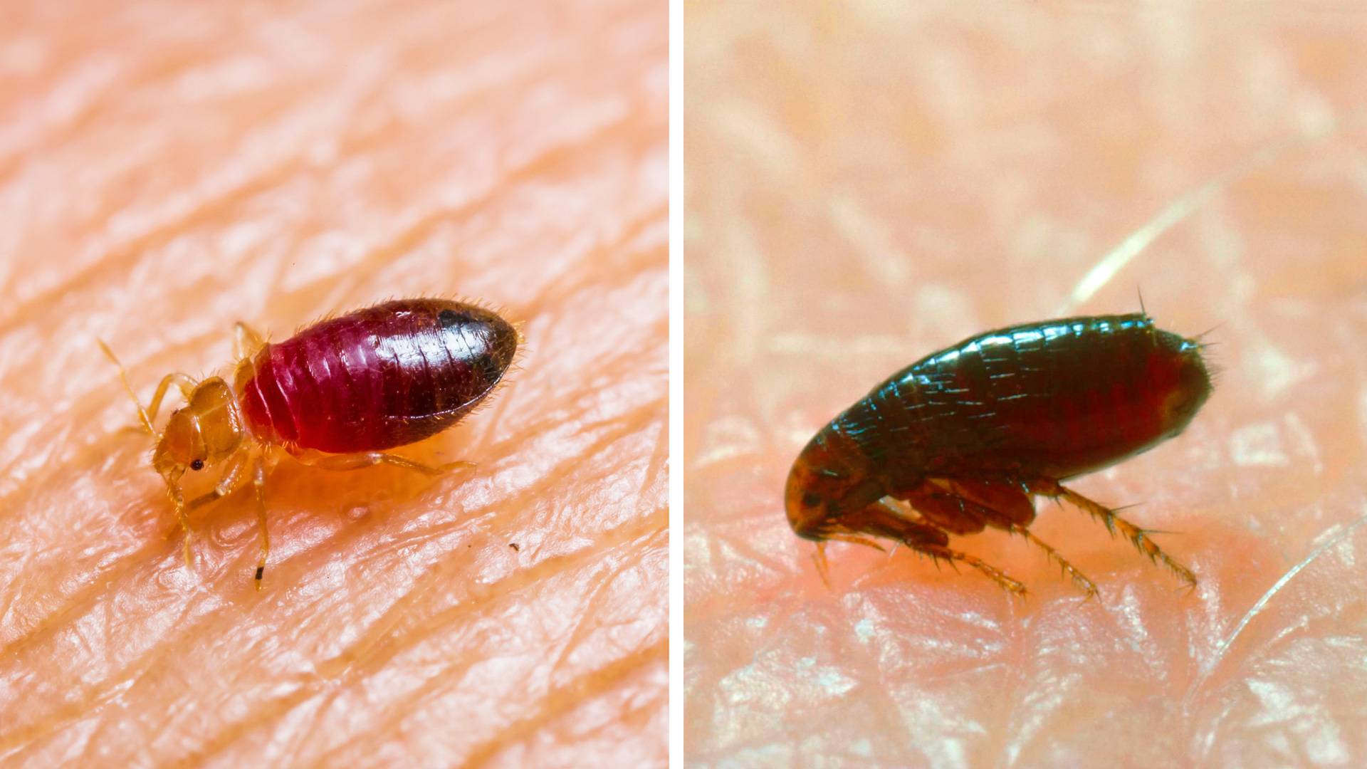 Как отличить клопа от блохи и чем вообще эти паразиты отличаются друг от друга?