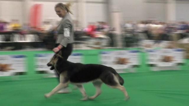 Жеймо из НД