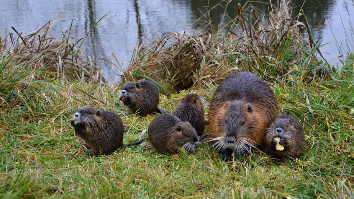 Репортаж с бобровой запруды ч.3