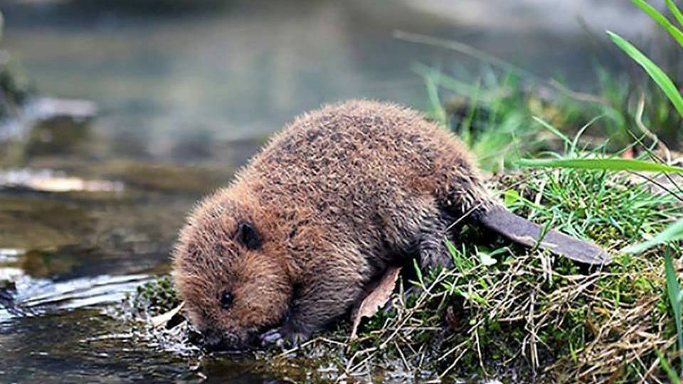 Репортаж с бобровой запруды ч.2