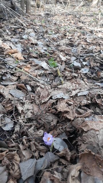 Первые цветы в 2025 году
