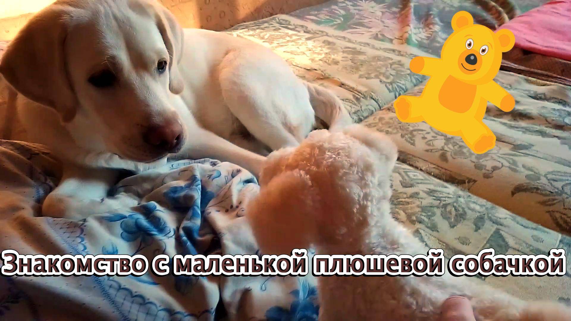 Знакомство с маленькой плюшевой собачкой
