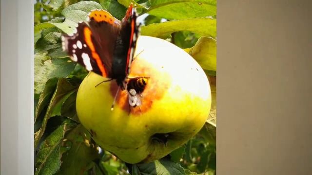 Бабочка, муха и оса " сообразили на троих"