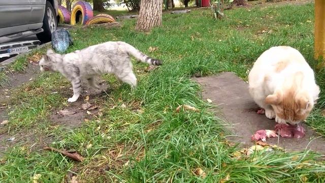 Кошки едят куриную печень