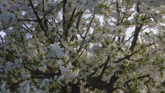 Чтобы сиять