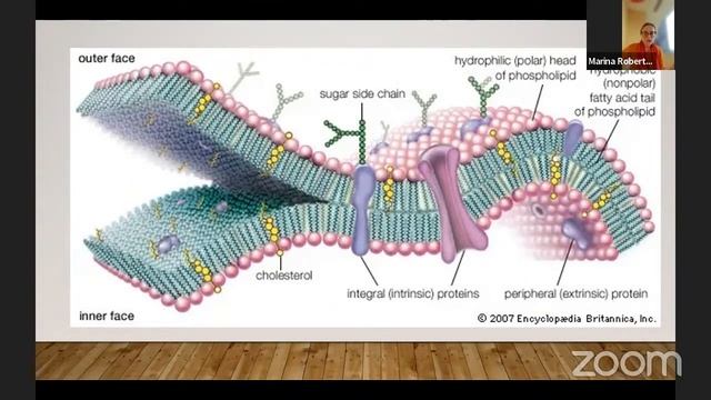 Что такое клеточная и митохондриальная мембрана почему она так для нас важна