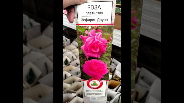 Какие плетистые розы можно найти в магазинах Лемана Про и Оби в 2025 году. Описание, характеристика