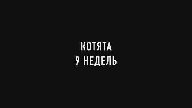 Котята 21 22    10 я неделя