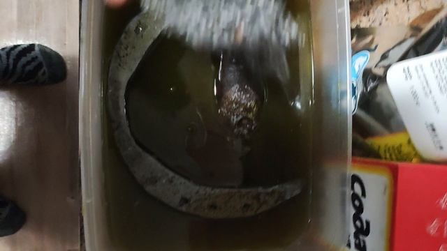 Убираю ржавчину с кованных старых гвоздей для двери. 4 часть