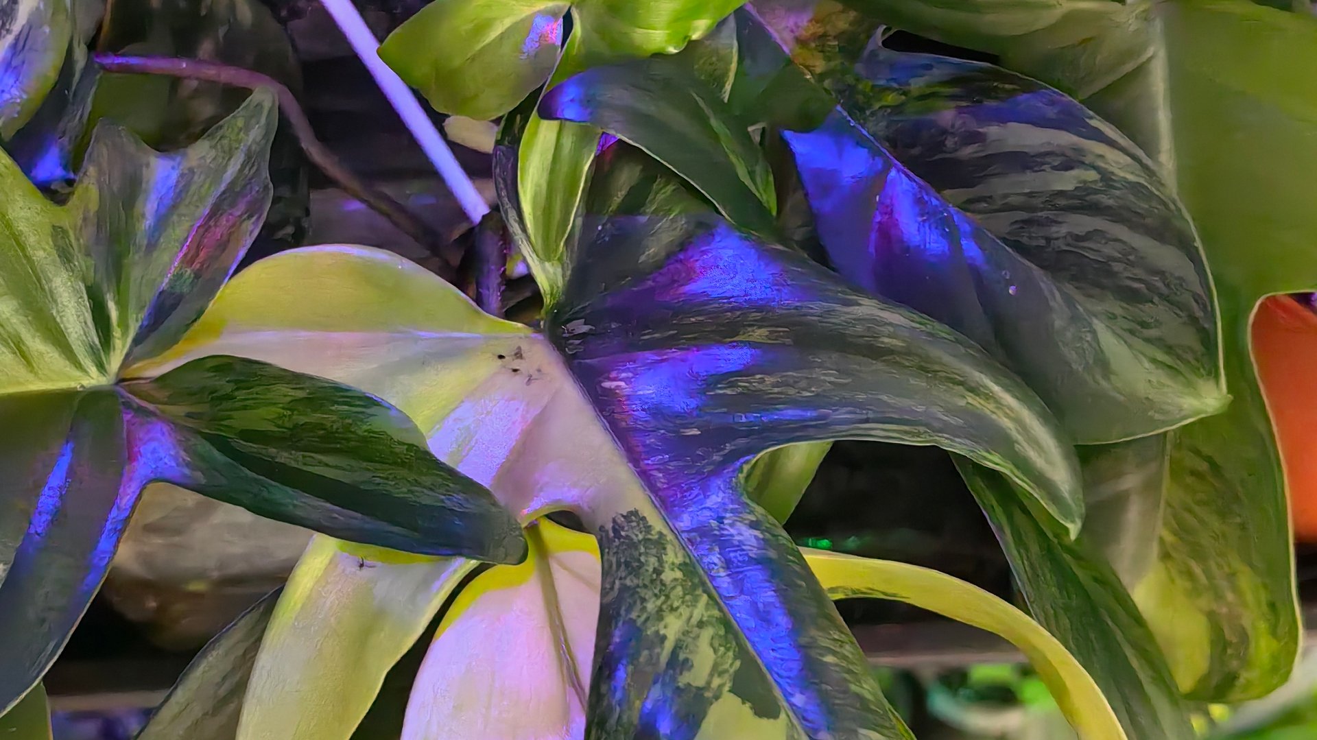 Филодендрон Маска. Сциндапсусы. Пересадки и черенкование ☘️☘️☘️