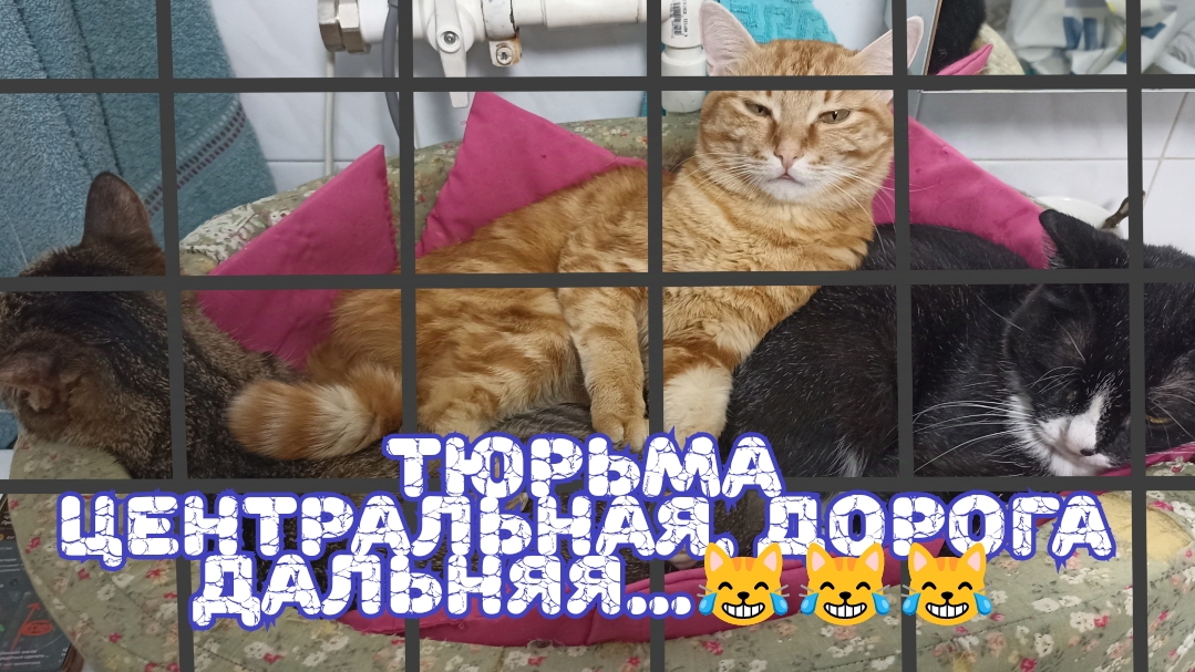 Тюрьма центральная. Дорога дальняя...😹😹😹