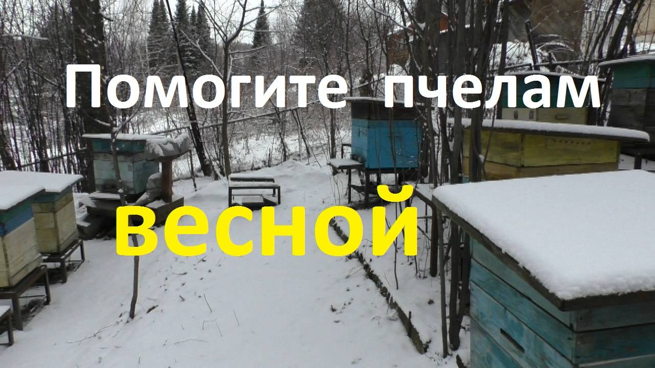 В чем особенно нуждаются пчелы ранней весной