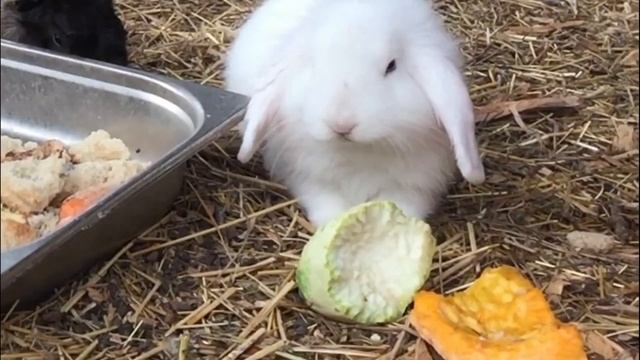 Животные для детей - крокодилы, морские животные, акулы, черепахи, тигры, крабы, слоны, коровы, лоша