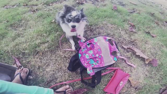 ВЛОГ: Гуляем по городу, кафе, пляж | День 2 🐕🌆