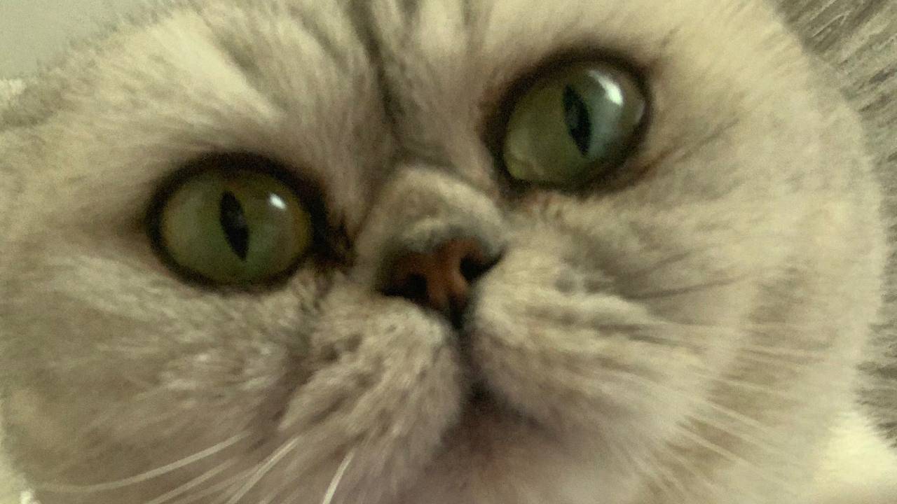 Алиса мешает